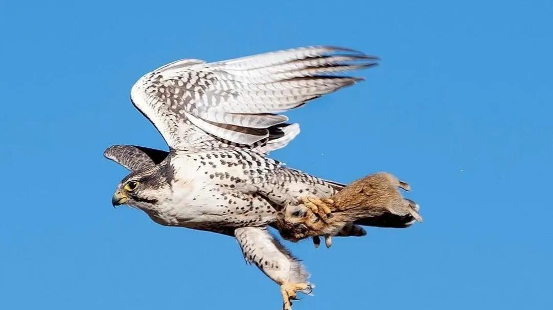 Rare 36 photos, eagle picks snails, deer dies, eel electric dog, tiger ...