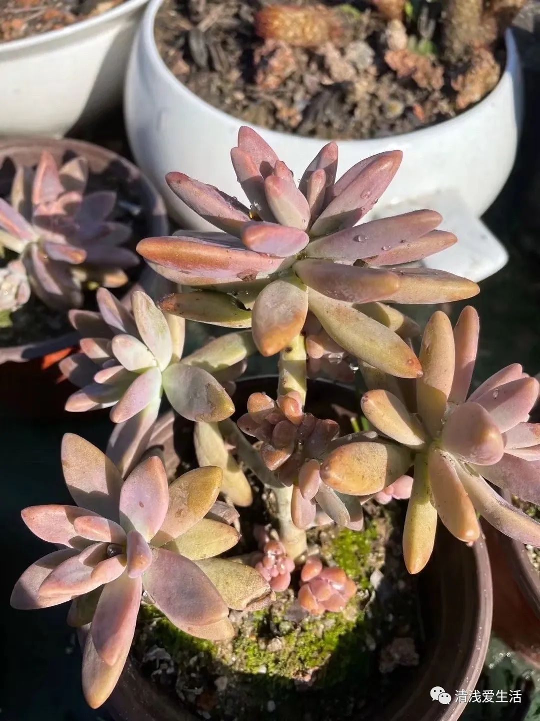 Prune the roots and repot the succulent Qiuli in spring - iMedia