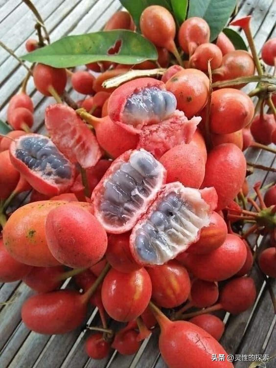 Aquatic Wonders: Water Chestnut Trees, Nourishing Palate, Enriching ...