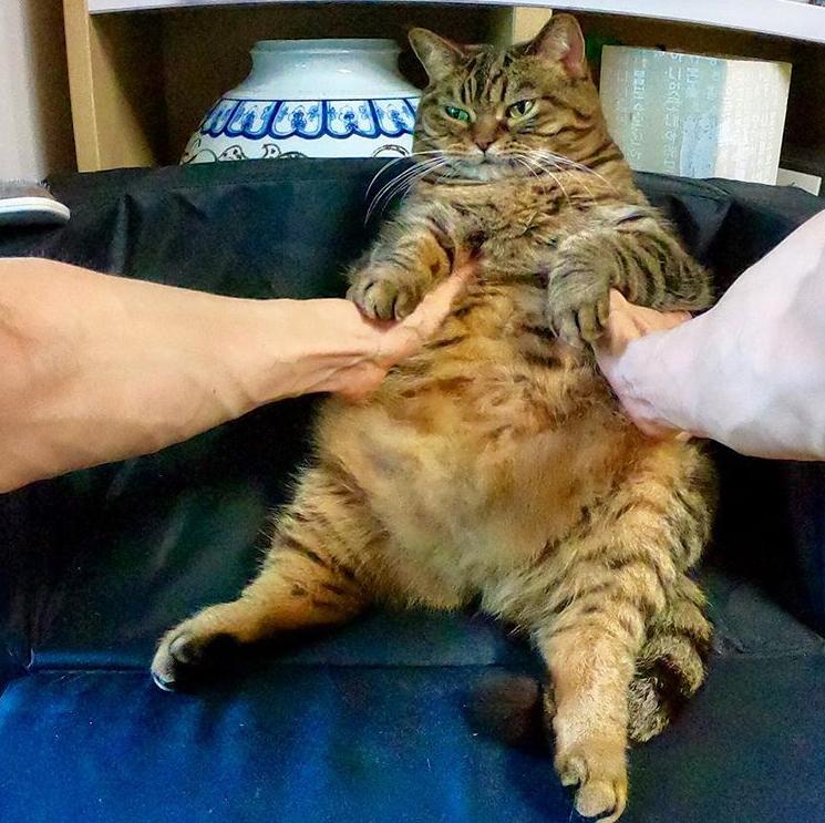 When a cat regards you as its "mother", there are several signs! - iMedia