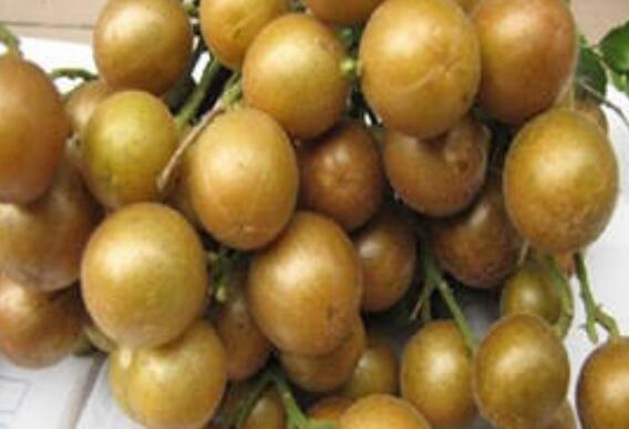 How to make pickled wampee, tips for pickled wampee - iNEWS