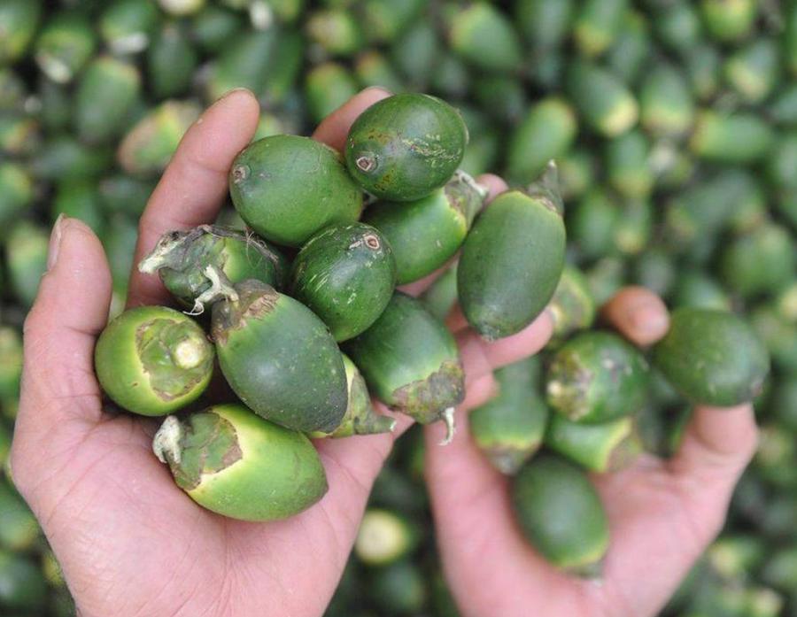 The nightmare of 60 million people, how harmful are betel nuts are, and ...