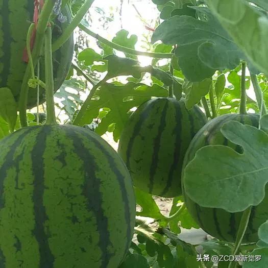 The good "chew fruit" in Northeast China that we have eaten in those ...