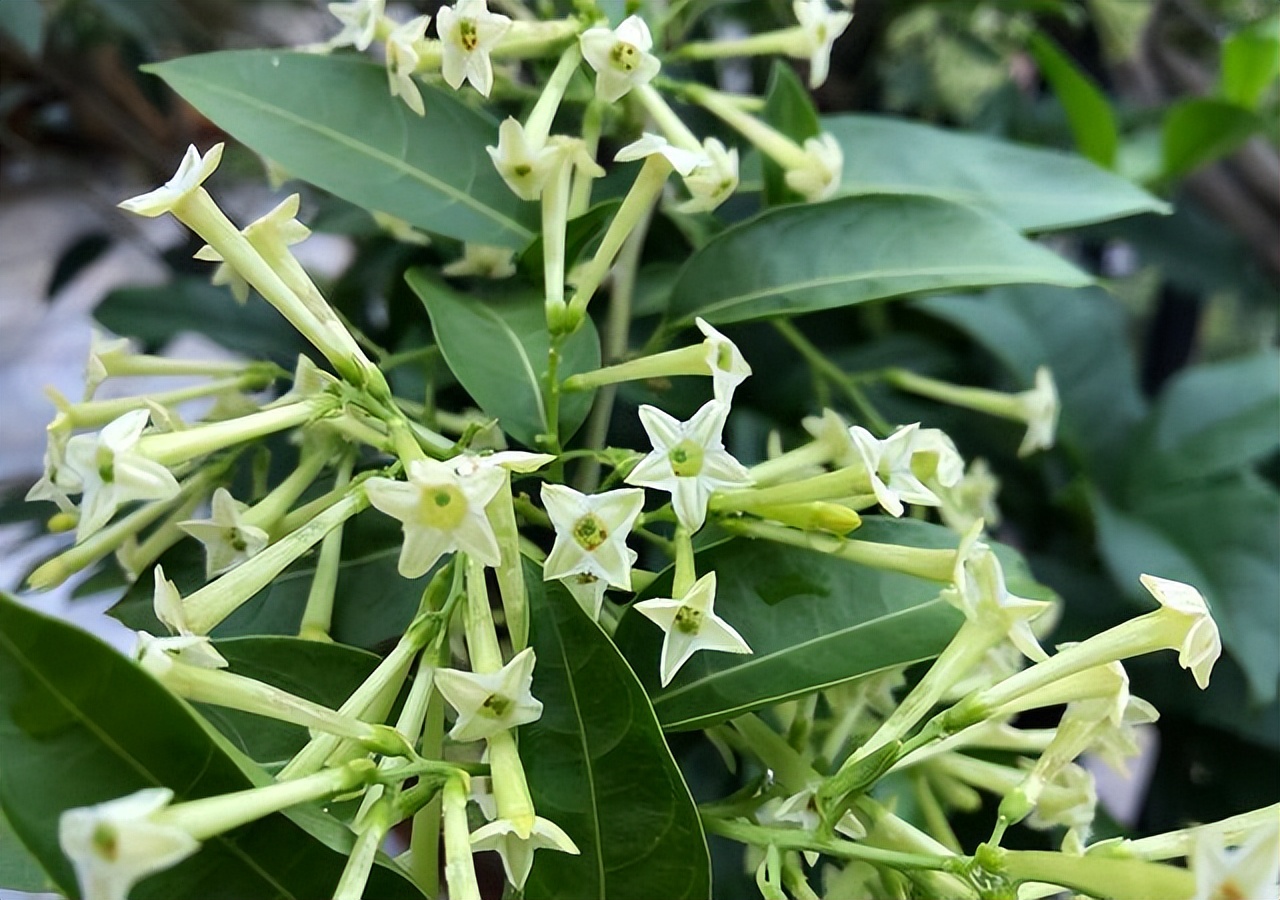 The 6 kinds of "poisonous flowers" that have been disliked are "too ...