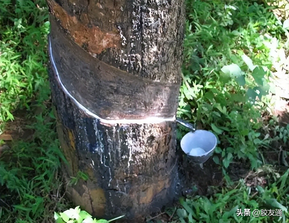 Felcra Berhad approved to bring in 5,000 foreign workers to solve oil ...