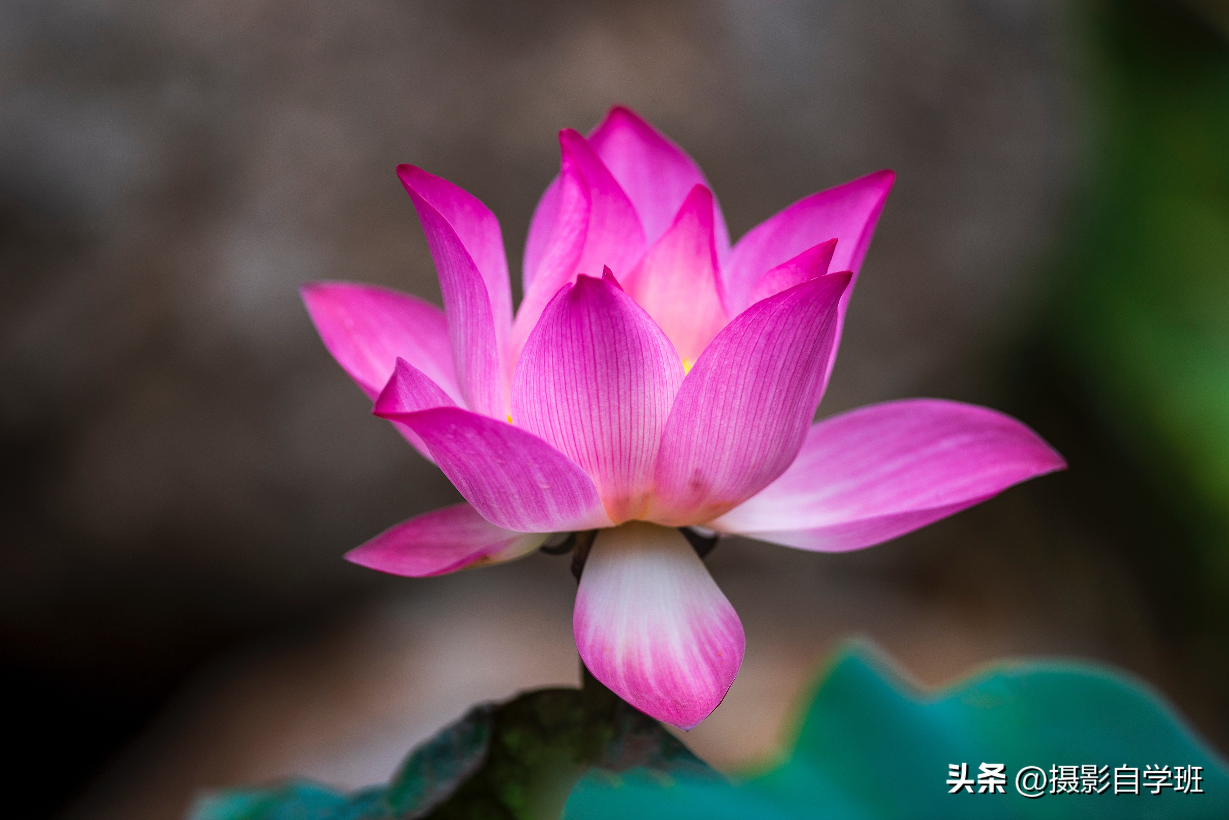 Can you take pictures of lotus flowers? 5 Photography Tips to Make Your ...