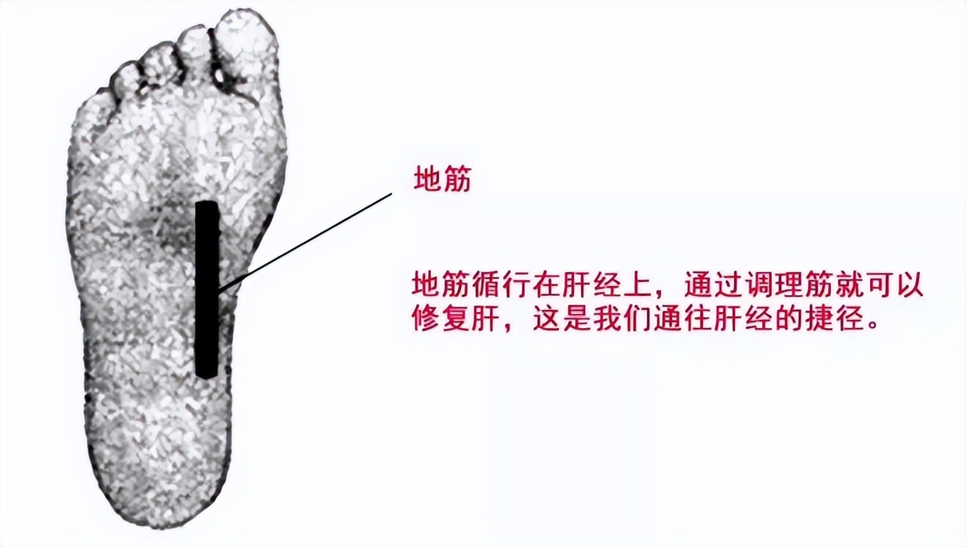 Liver main muscle!Soften the liver, adjust the five internal organs ...