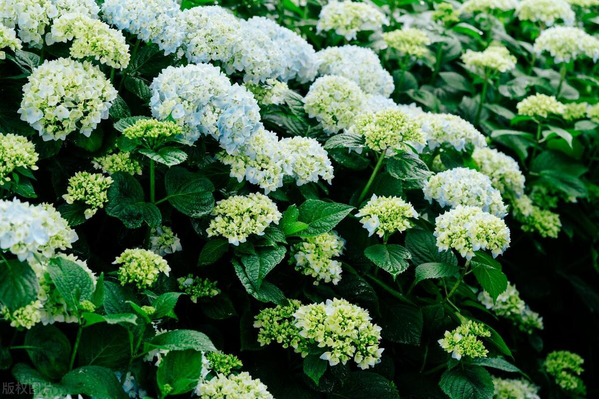 If the color of the hydrangea is acid blue... - iNEWS