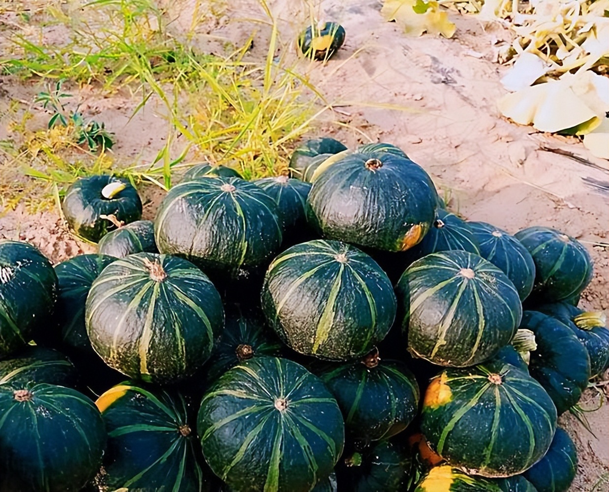 Pumpkin net red, Beibei's two fairy ways to eat pumpkin, sweet and soft ...