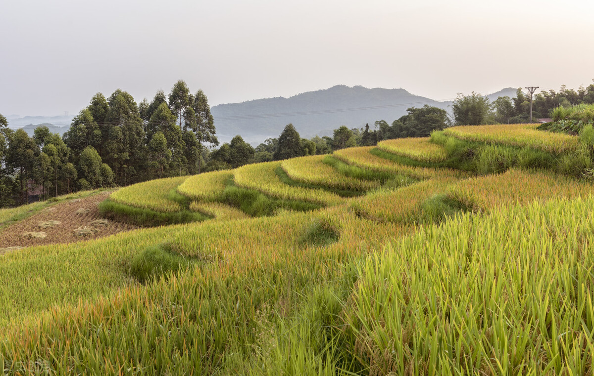 As the saying goes: "If you have money, don't buy shady land, and if ...