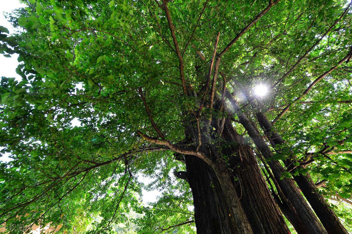 Zhang Na: Why "the thousand-year-old tree does not survive"? - iNEWS