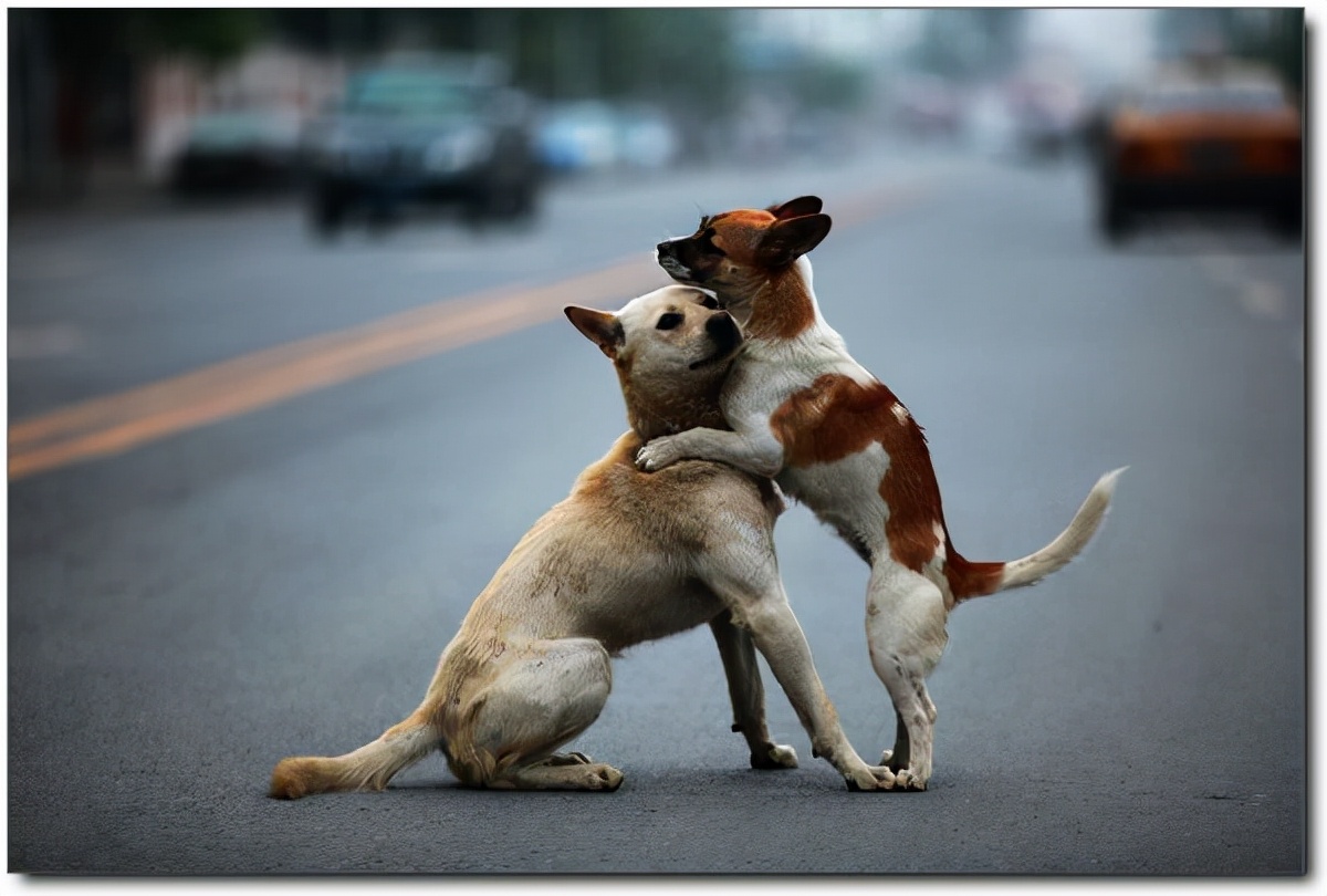 Why do two dogs run away after mating? - iNEWS