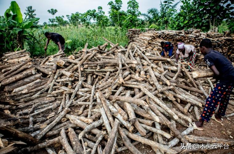 World Bank grants support to Benin to plant 4,015 hectares of teak ...