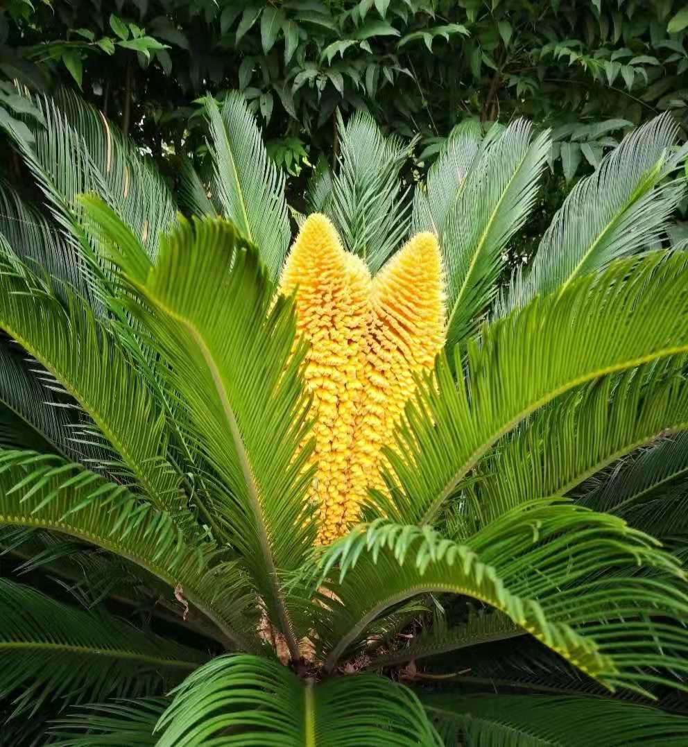 The iron tree that my mother has raised for 20 years is blooming, the ...
