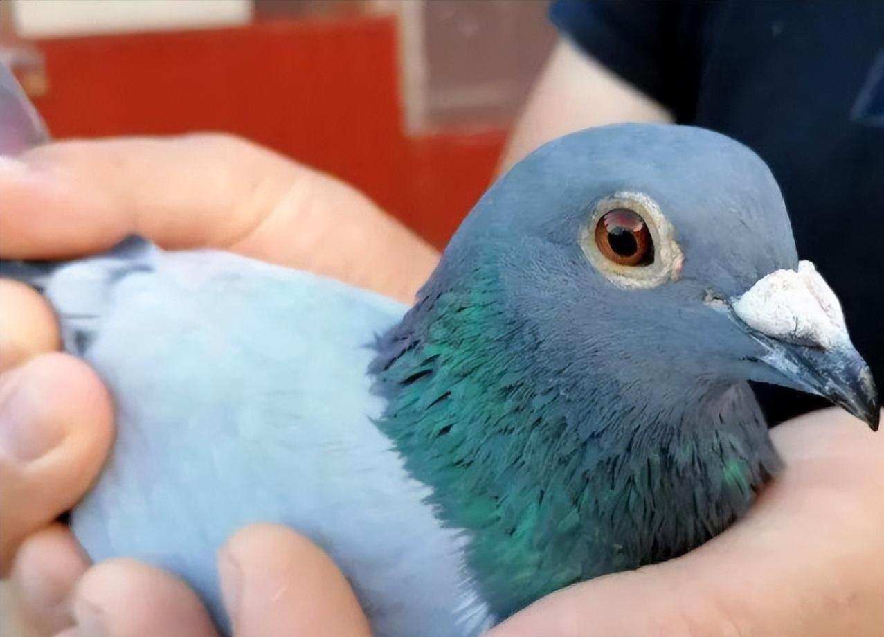 Unusual "Night Pigeon": "Queen of the Night", 1st International ...