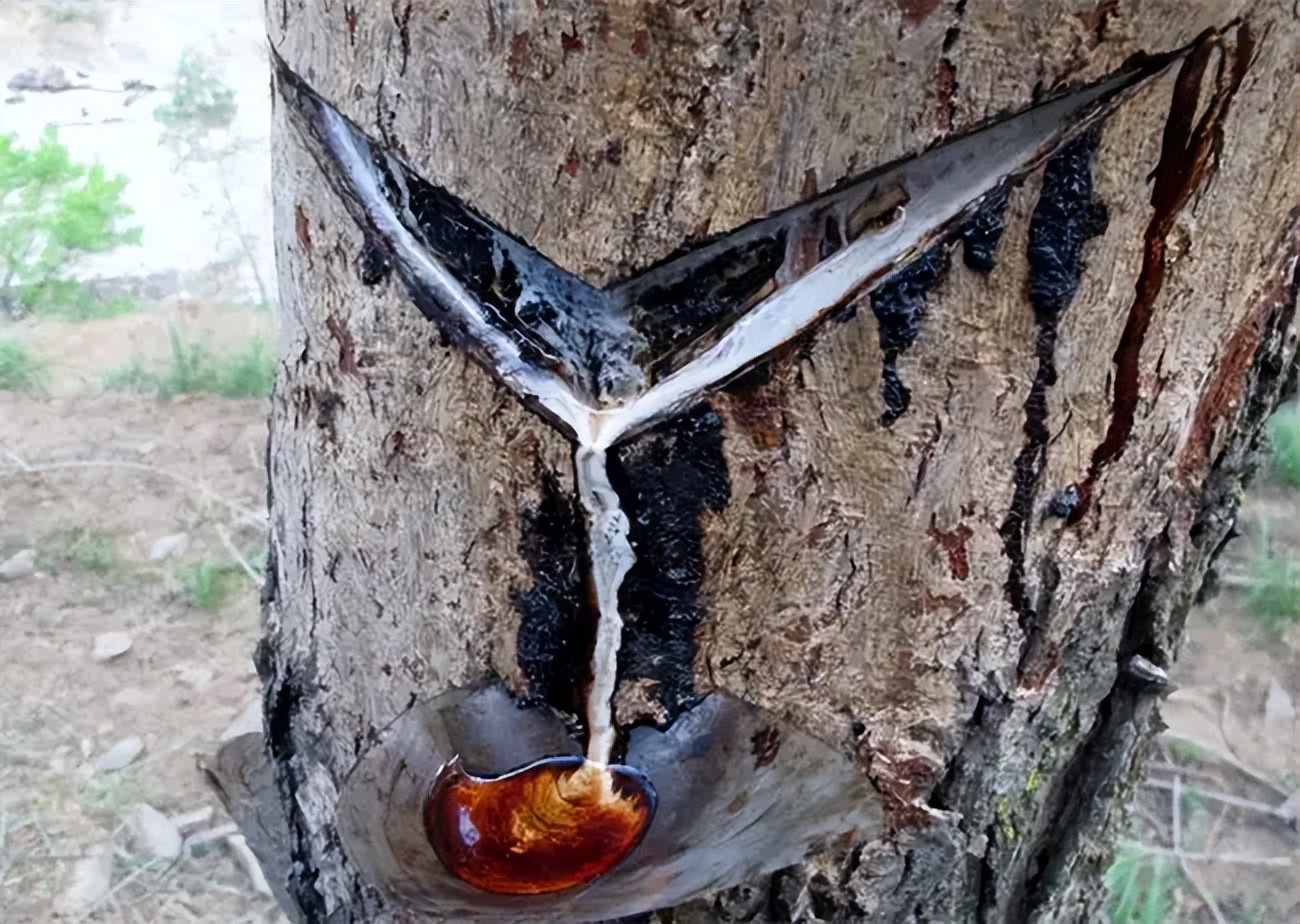 Chu-style lacquerware: a thousand knives make a pound of lacquer, and ...