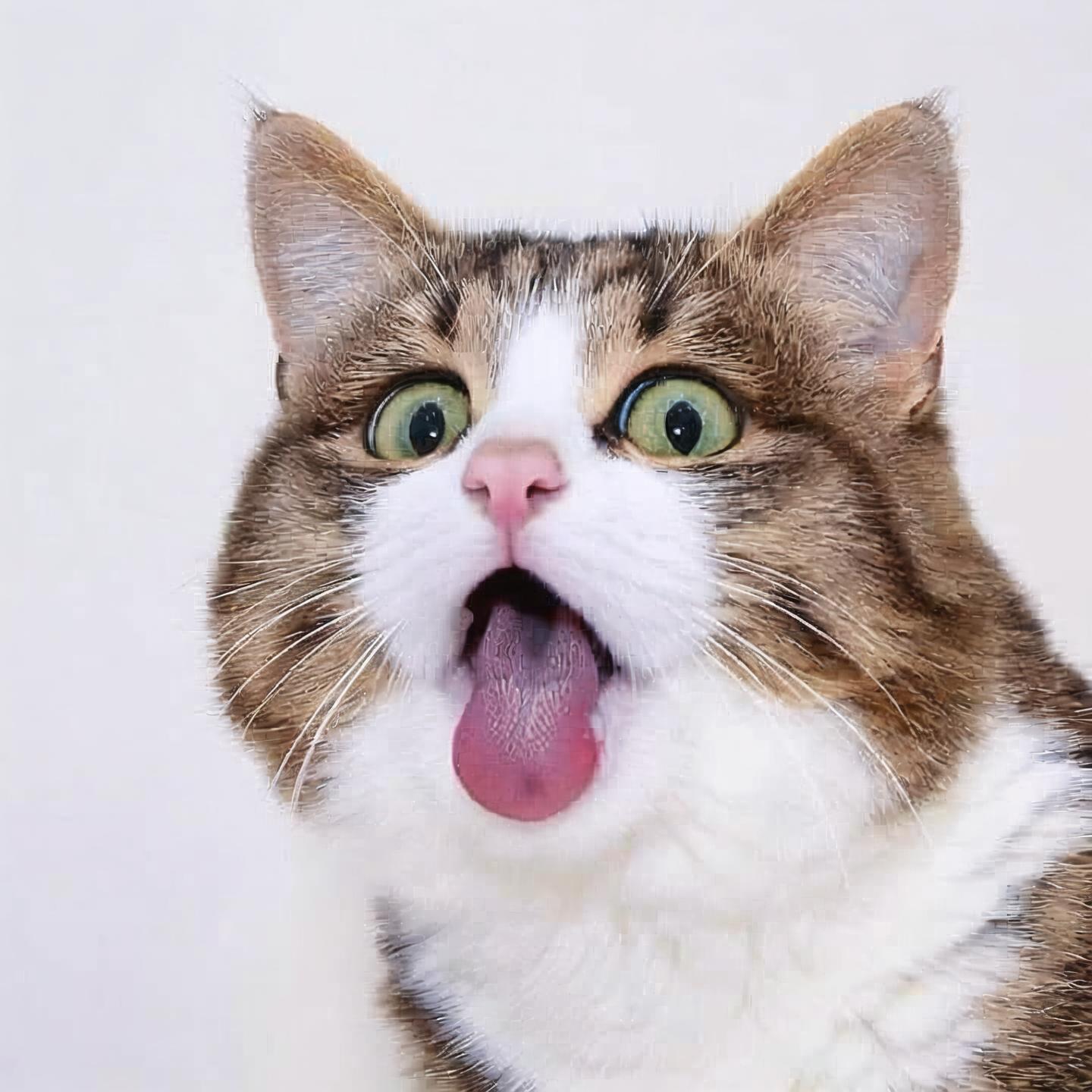 Cat research experts reveal: the last step in the cat's mysterious ...