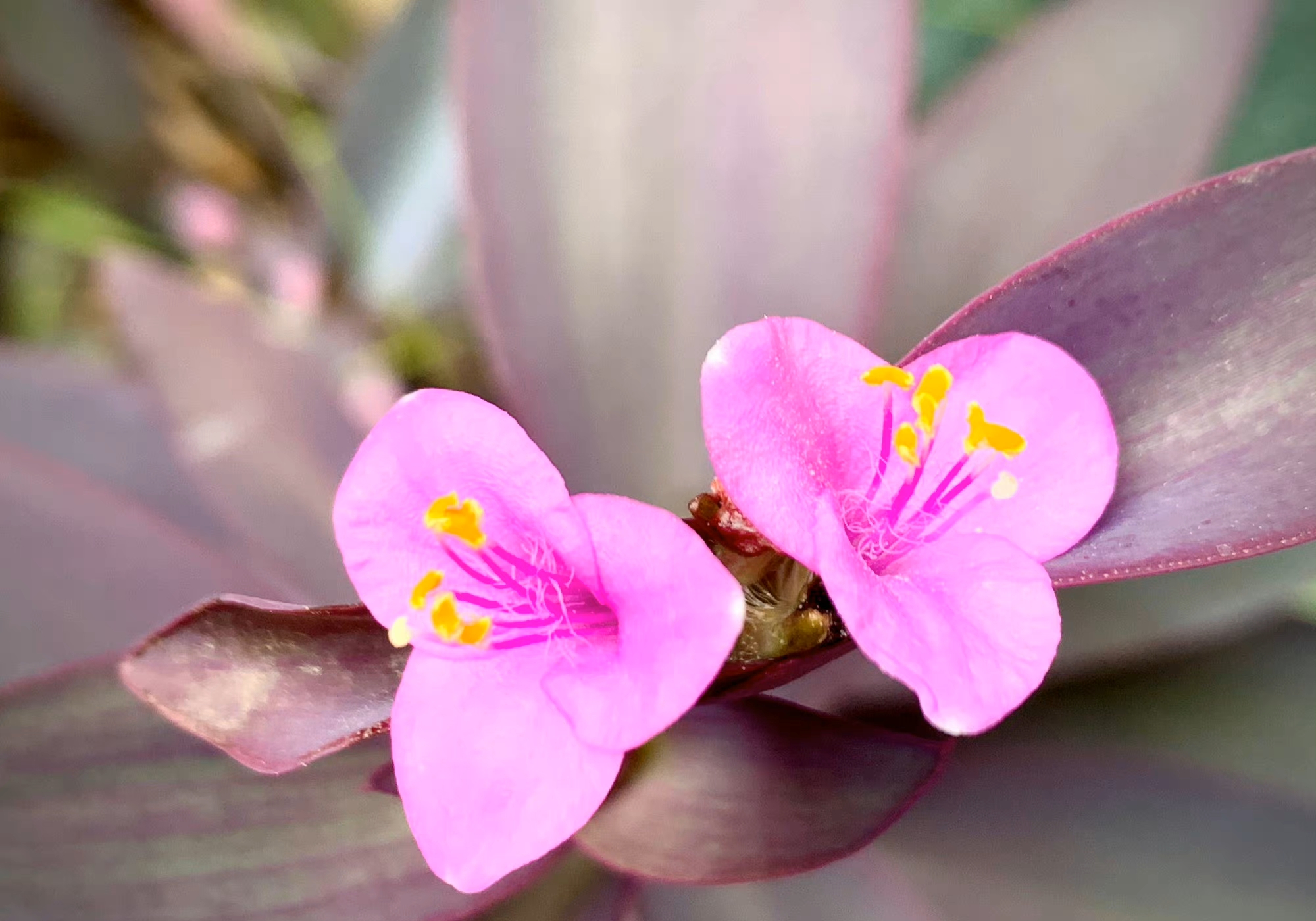 Its flower language is: brave and fearless.The people at the bottom are ...