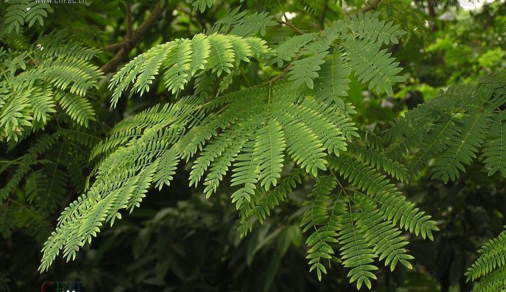 What kind of plant is elephant ear bean - iMedia