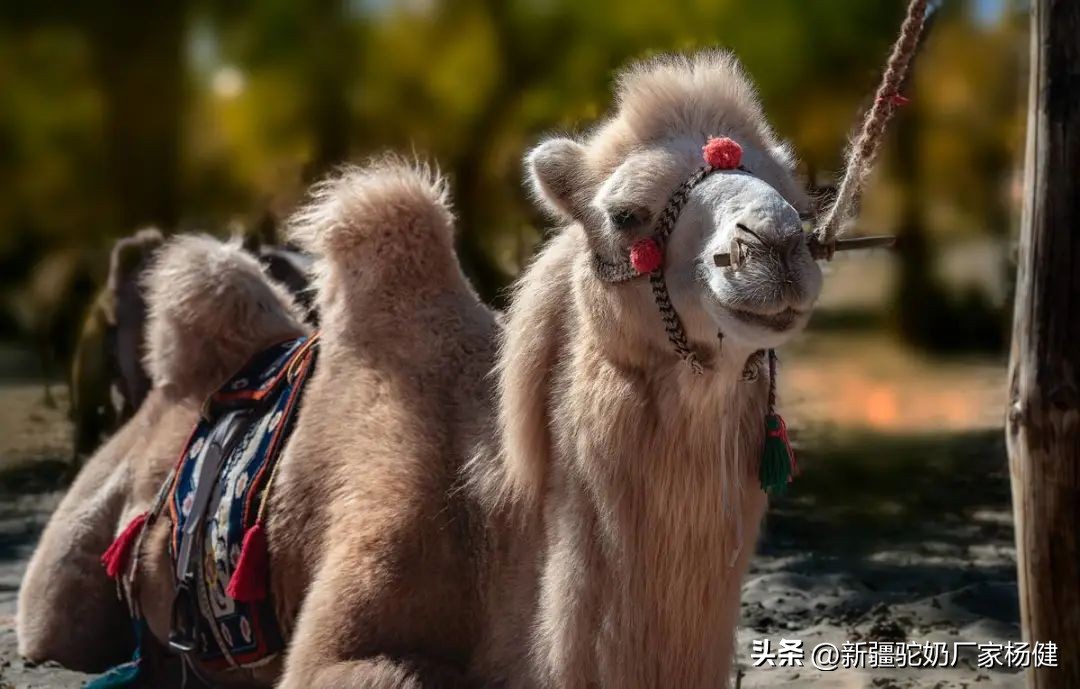 Desert boat with powerful genes - camel - iNEWS