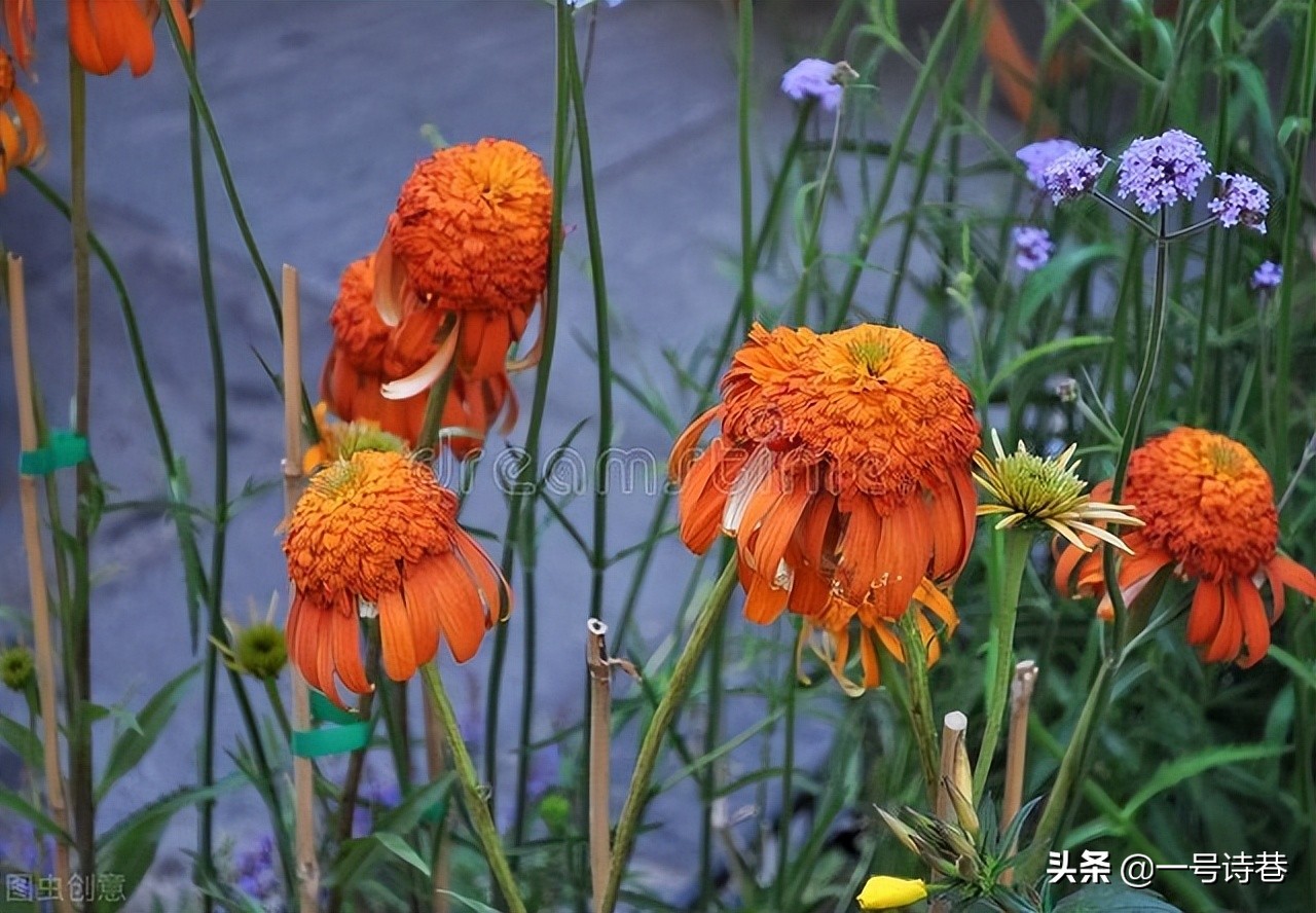 The Tang Dynasty poet Sikongshu wrote the vicissitudes of history in ...