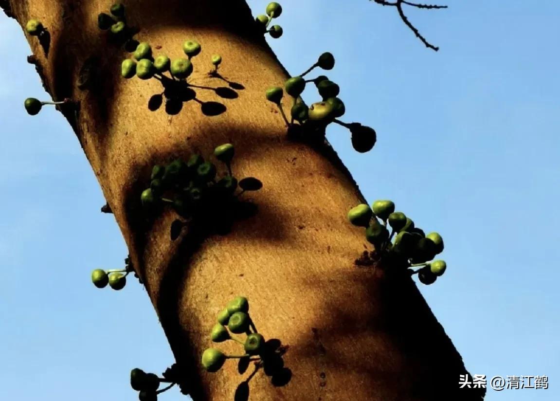 People call it "milk tree", each tree can produce 3~4 liters of milk ...