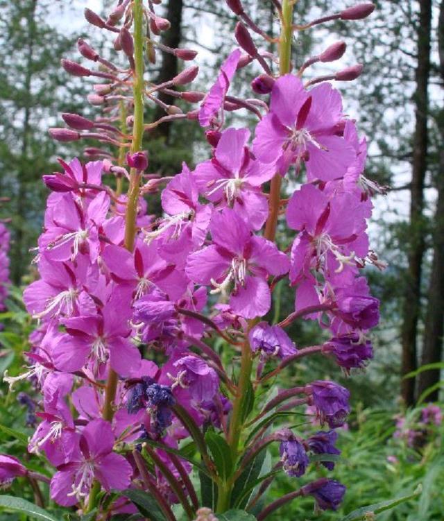 Beautiful and romantic, the purple flower sea is dreamy and charming ...