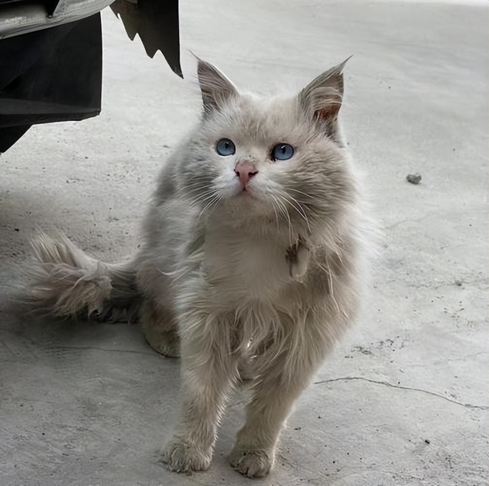 A kind of cat that is more pitiful than stray cats is really ...