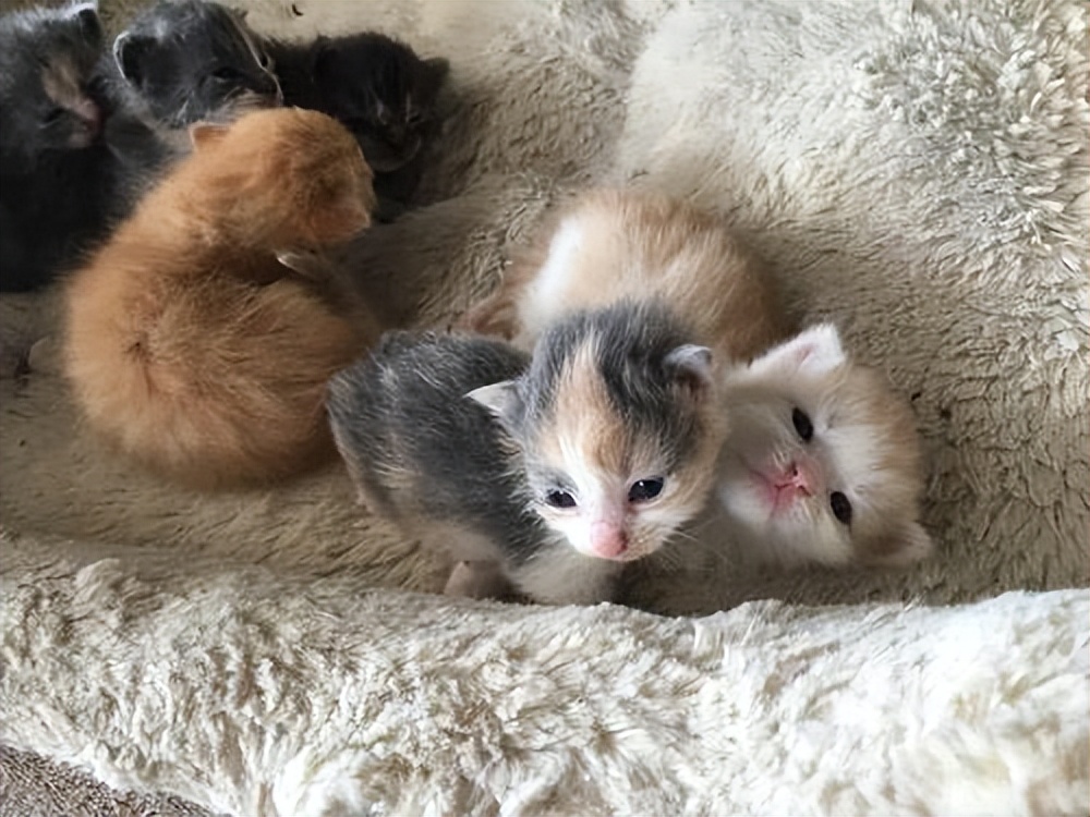 Cat Selection Tips: These Cat Breeds Are Right For You - iNEWS