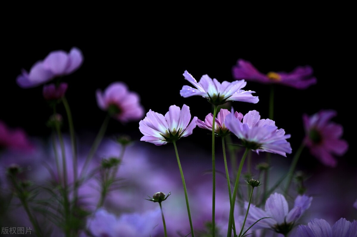 After the cold dew, the 3 zodiac signs will have good luck again and ...