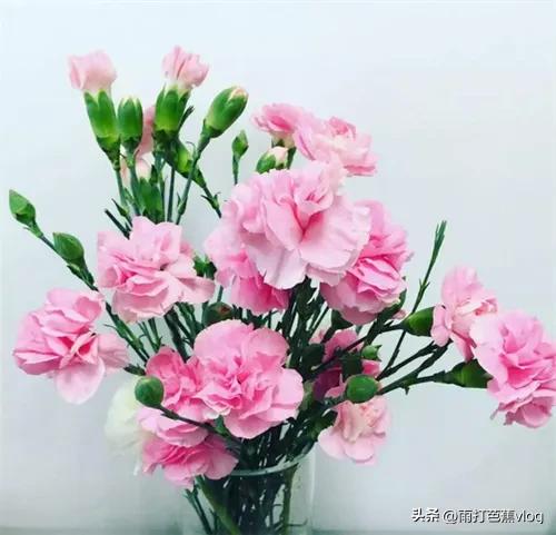 May carnations, flowers for mother - iNEWS