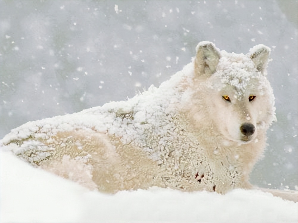 Xinjiang black qin chicken plays with wild wolf and kills it - iNEWS