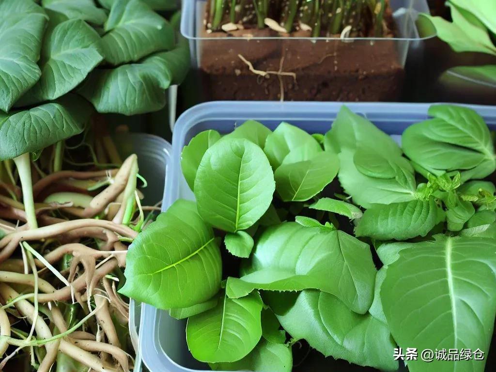 Hydroponic green dill, let you easily have a pot of fresh and beautiful ...