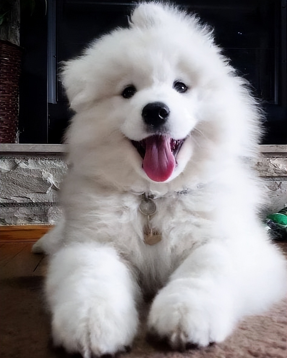 Samoyed - an ancient Nordic breed, known as the "Smiling Angel" - iMedia