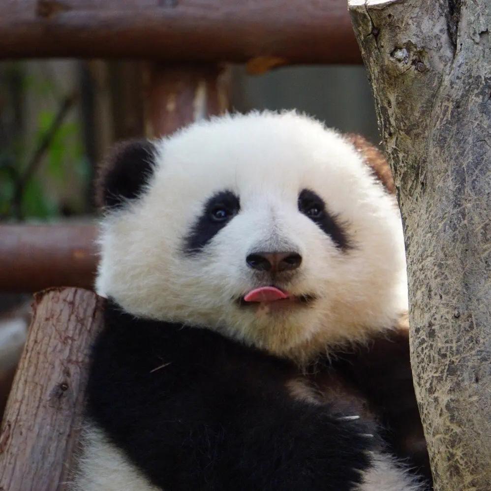 How difficult is it to rent giant pandas from foreign countries? It ...