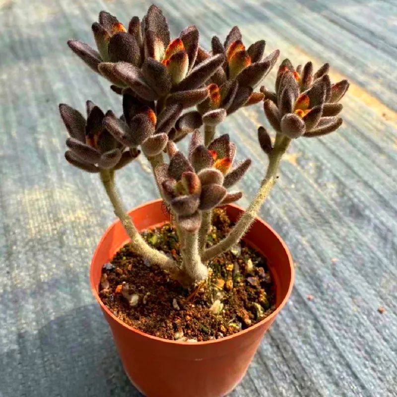 The "rabbit ear family" among the succulents is so cute! - iNEWS