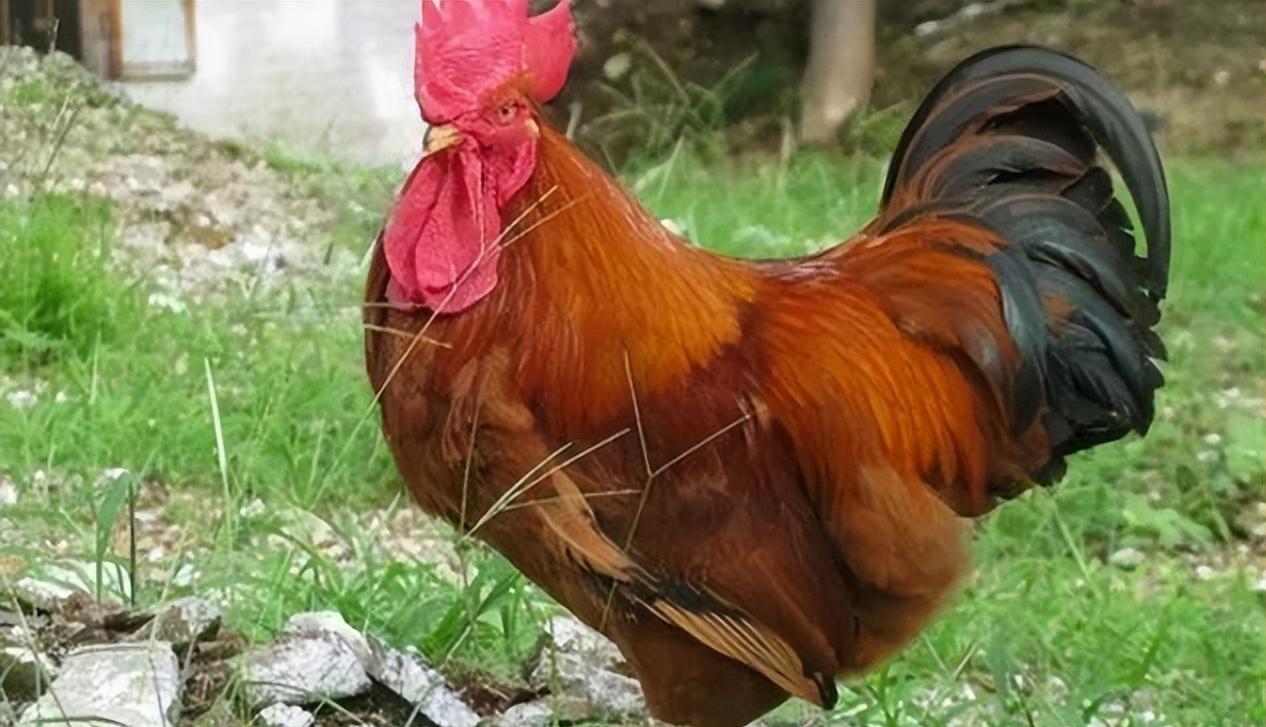 How does the rooster know the time, and why does it crow on time every ...