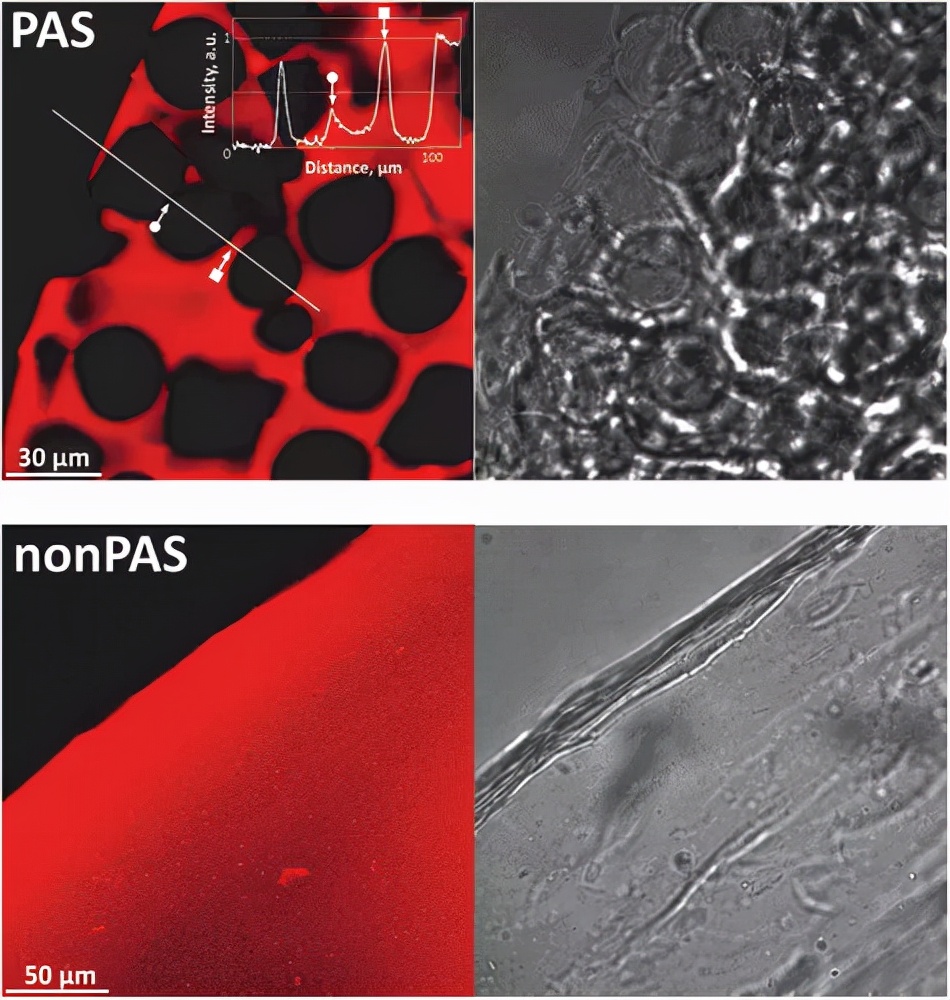 "AFM" Porous alginate gel scaffold designed by calcium carbonate ...