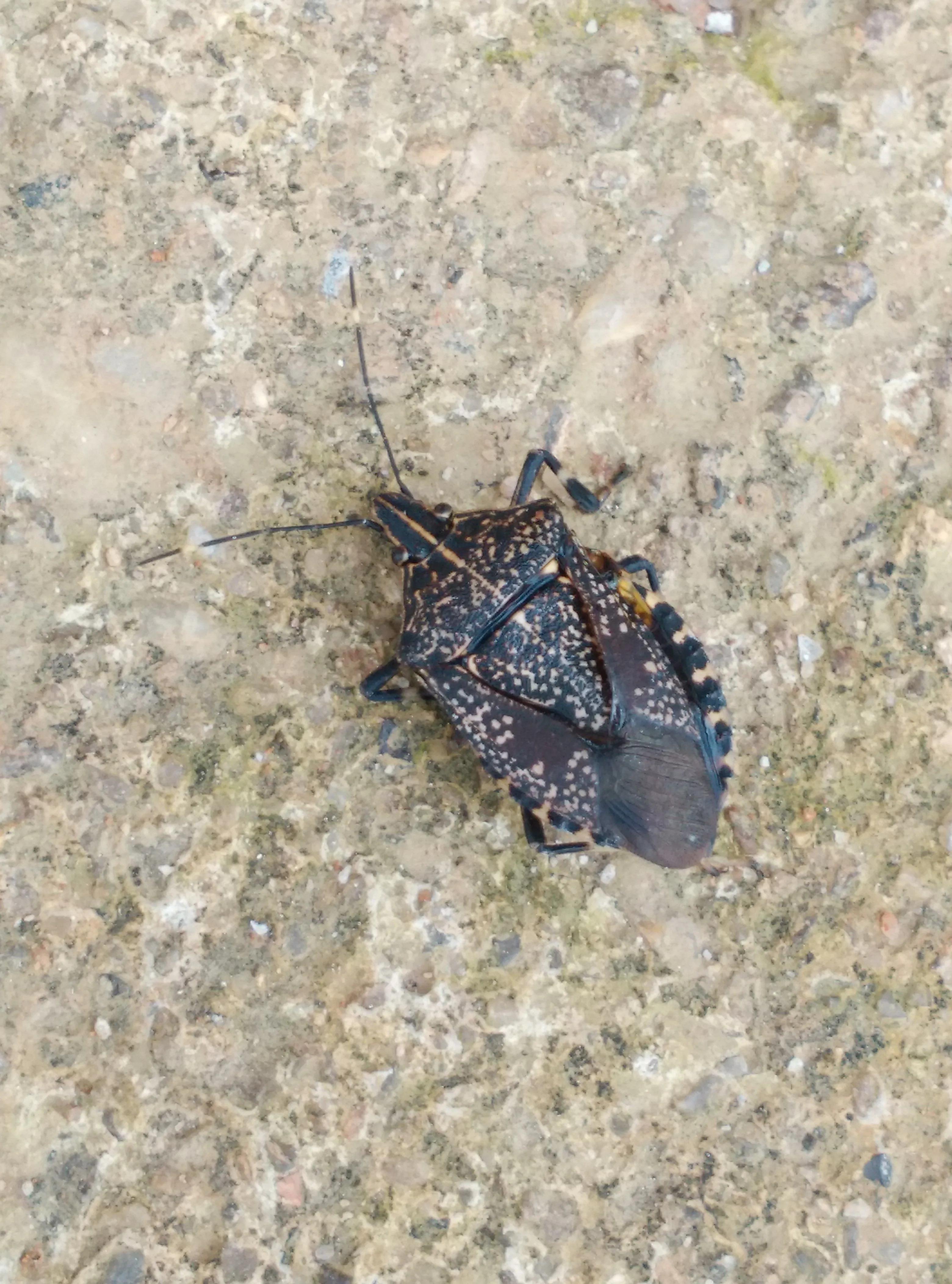 Insects that even the local tyrants can't afford - iNEWS