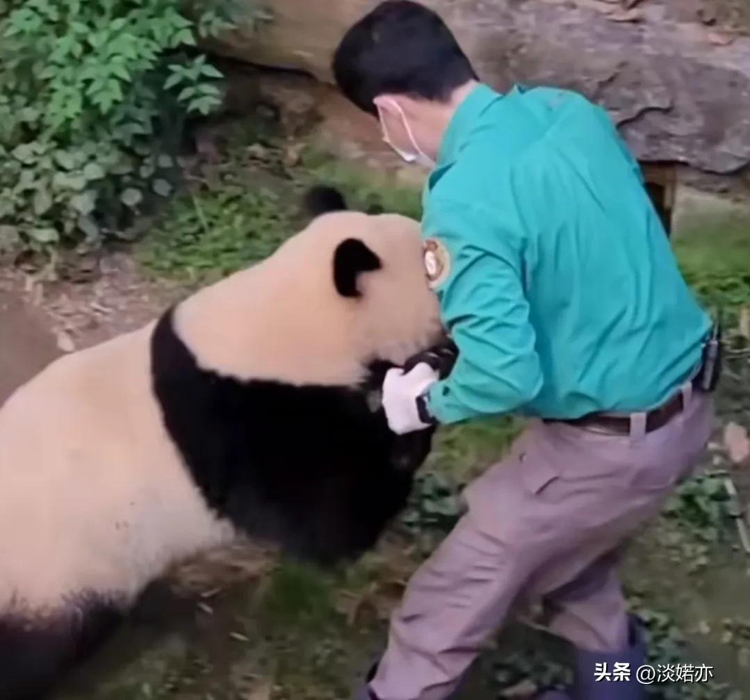 Can Fubao not return to China? Grandpa Jiang bowed his head in silence ...