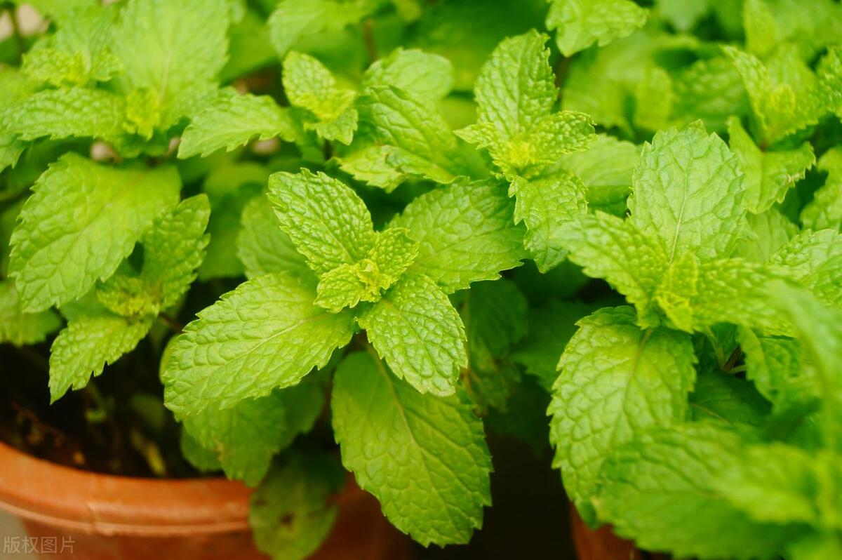 How to grow mint so that it can burst into pots, cut hard, the more ...