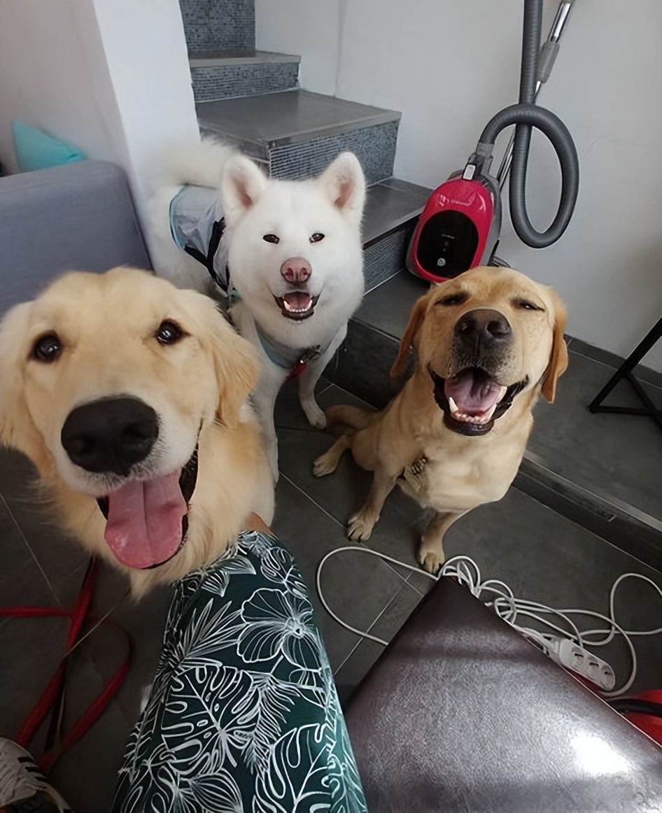 Are you a "dog physique"?It turns out that dogs love these 5 types of ...