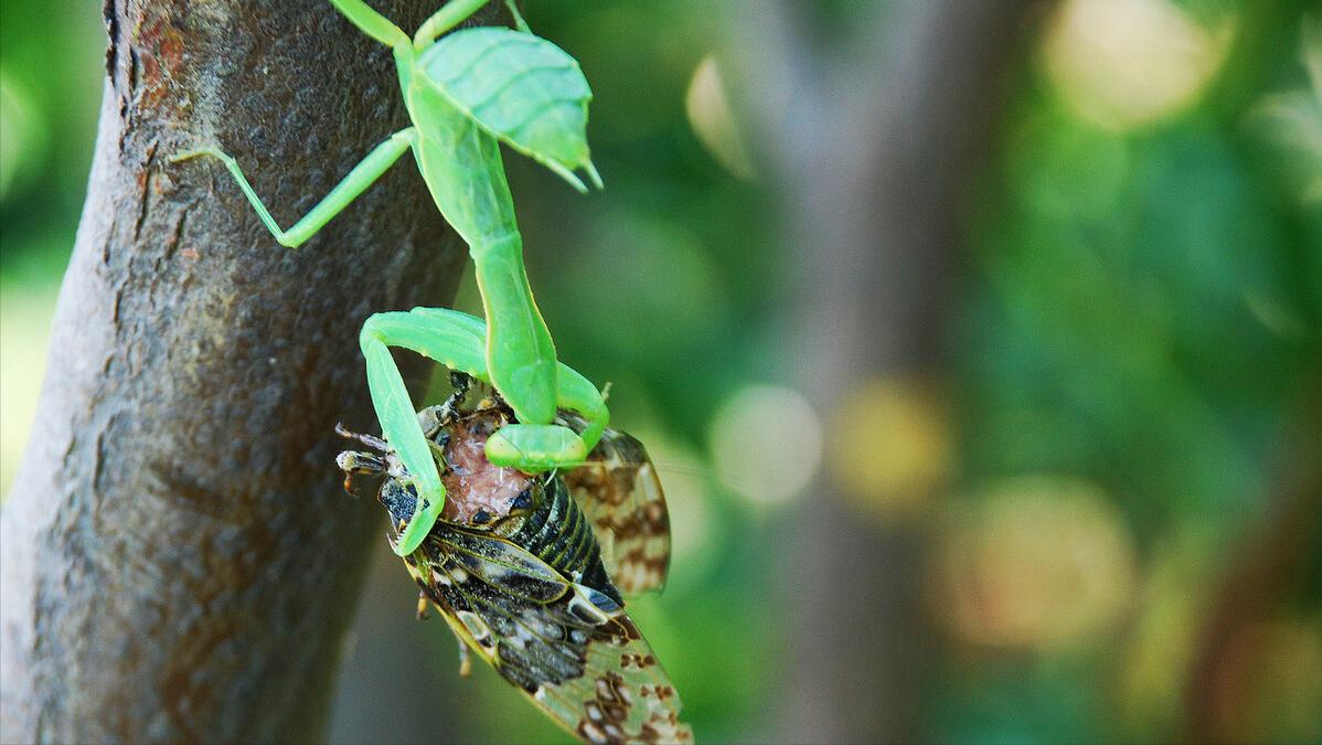 The mantis catches the cicada, and the oriole is careful in the second ...