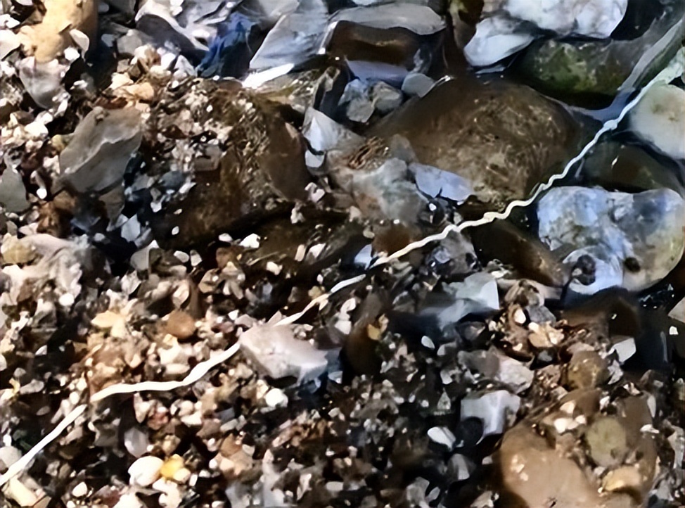 What is the dragon nematode that blows up short videos these days? - iNEWS