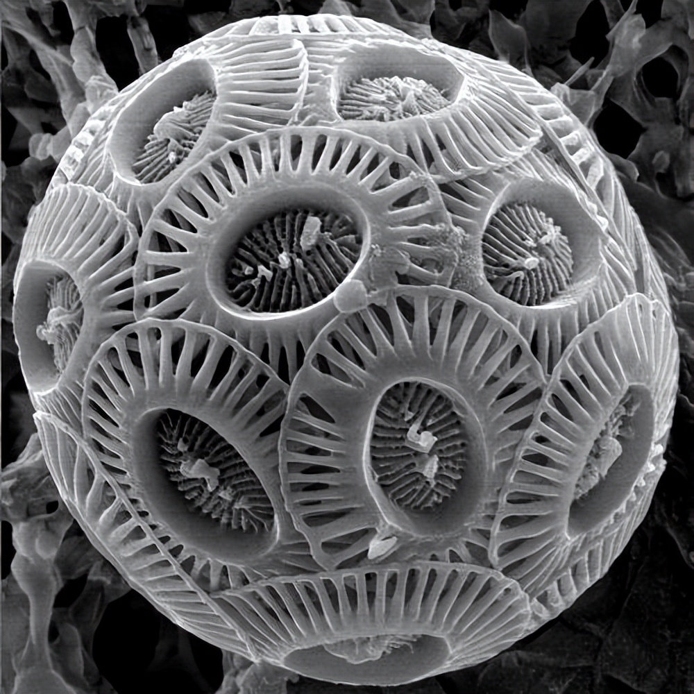 How does Coccolithophora herstii respond to the microRNA transcriptome ...