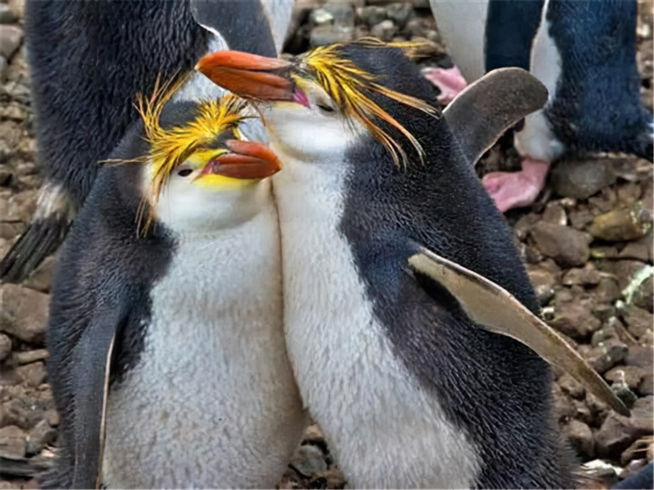 Modern human beings are monogamous, and polygamy was once common. What ...