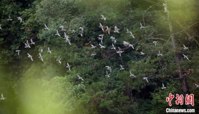 Zhang Zhengwang: Why does this small Chinese city allow migratory birds ...