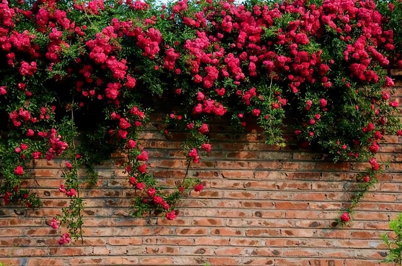 It is called the "flowering machine", planting 2 gardens into a sea of ...