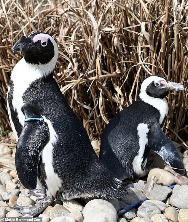 The 43-year-old penguin in the United States moved to a new home and ...