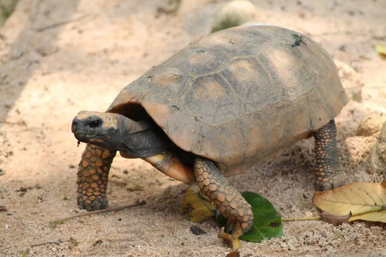 On the Physiological Mechanism of the Longevity of the Tortoise - iNEWS